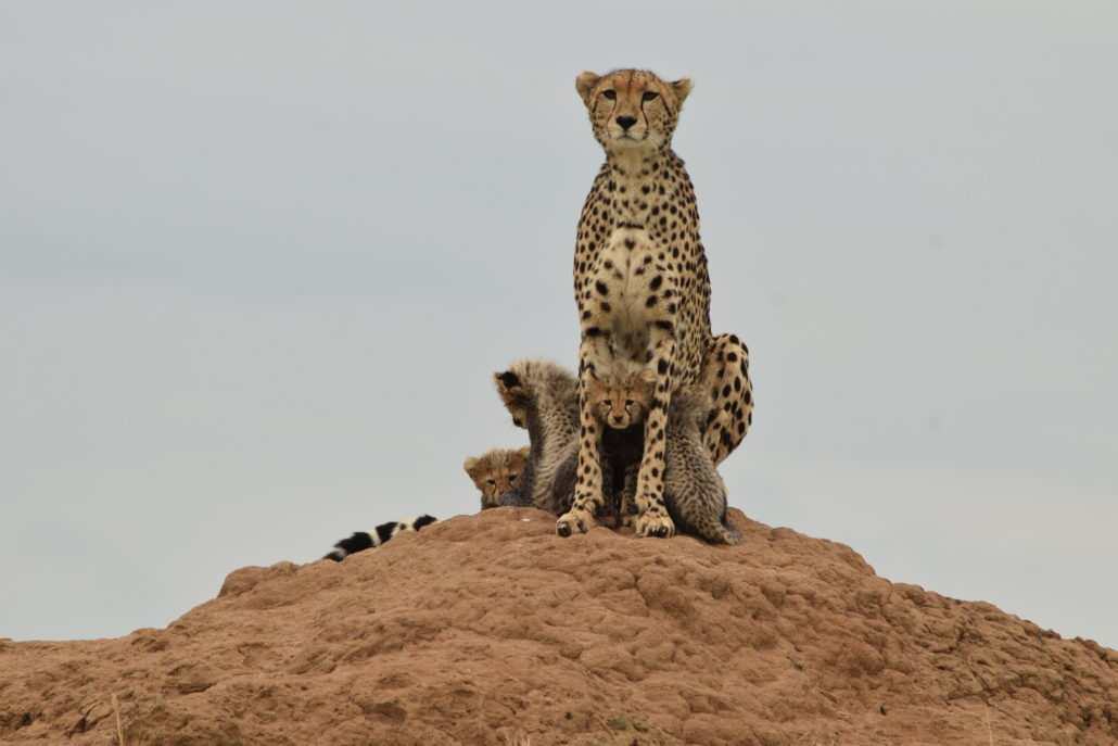 Predators conservation in Kenya | learn how you can play a role